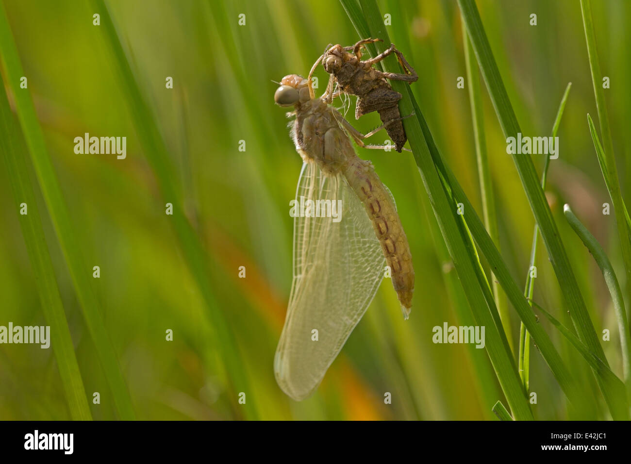 Dragonfly with prey hi-res stock photography and images - Alamy