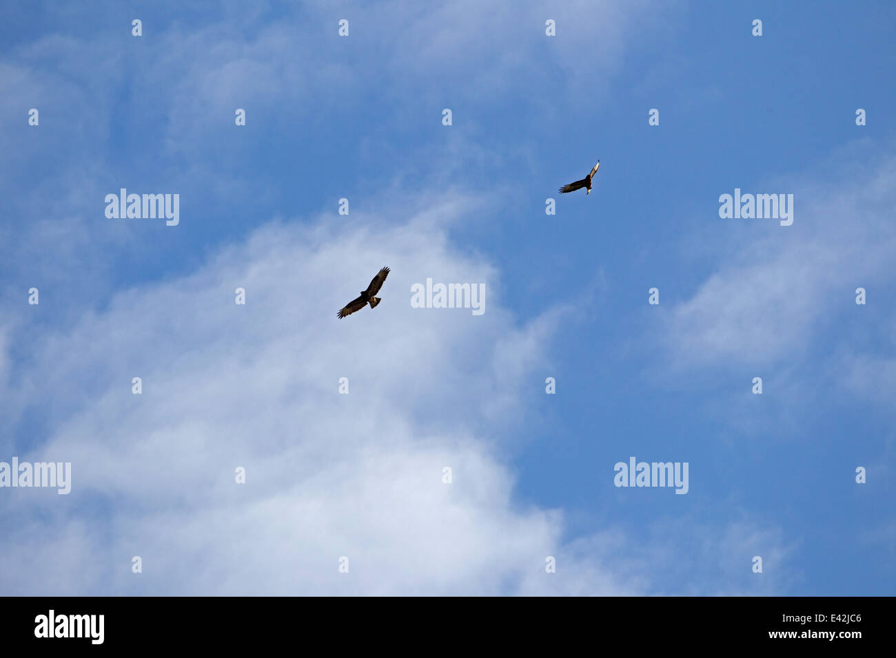Two buzzards hi-res stock photography and images - Alamy