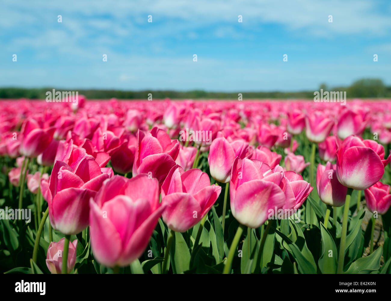 Growing techniques hi-res stock photography and images - Alamy