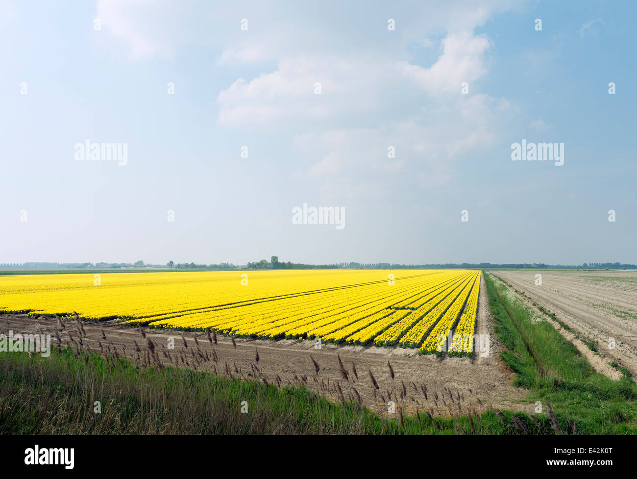 Bulb fields hi-res stock photography and images - Alamy