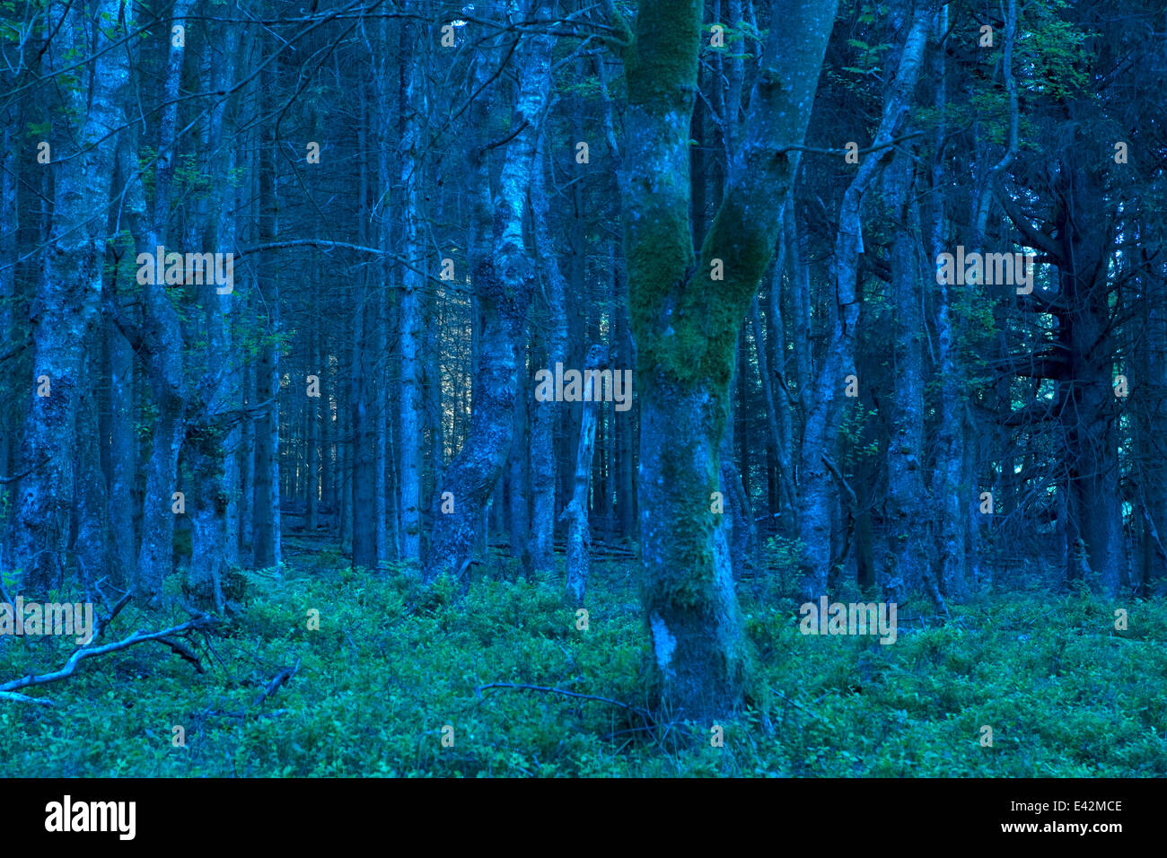 blue forest at dawn in nature area Eifel, Germany Stock Photo - Alamy
