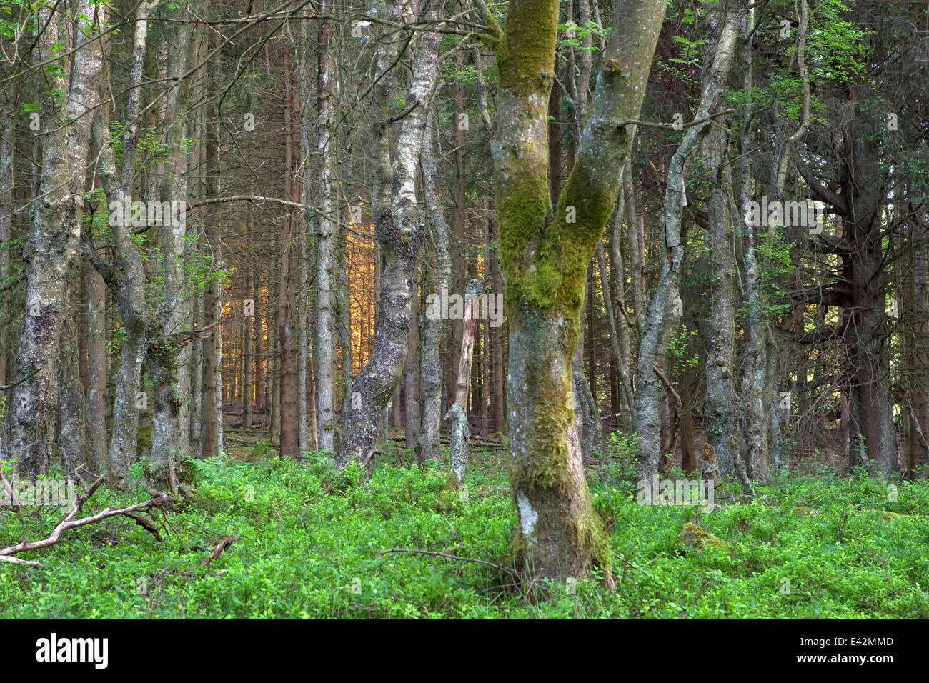 forest at dawn in nature area Eifel, Germany Stock Photo - Alamy