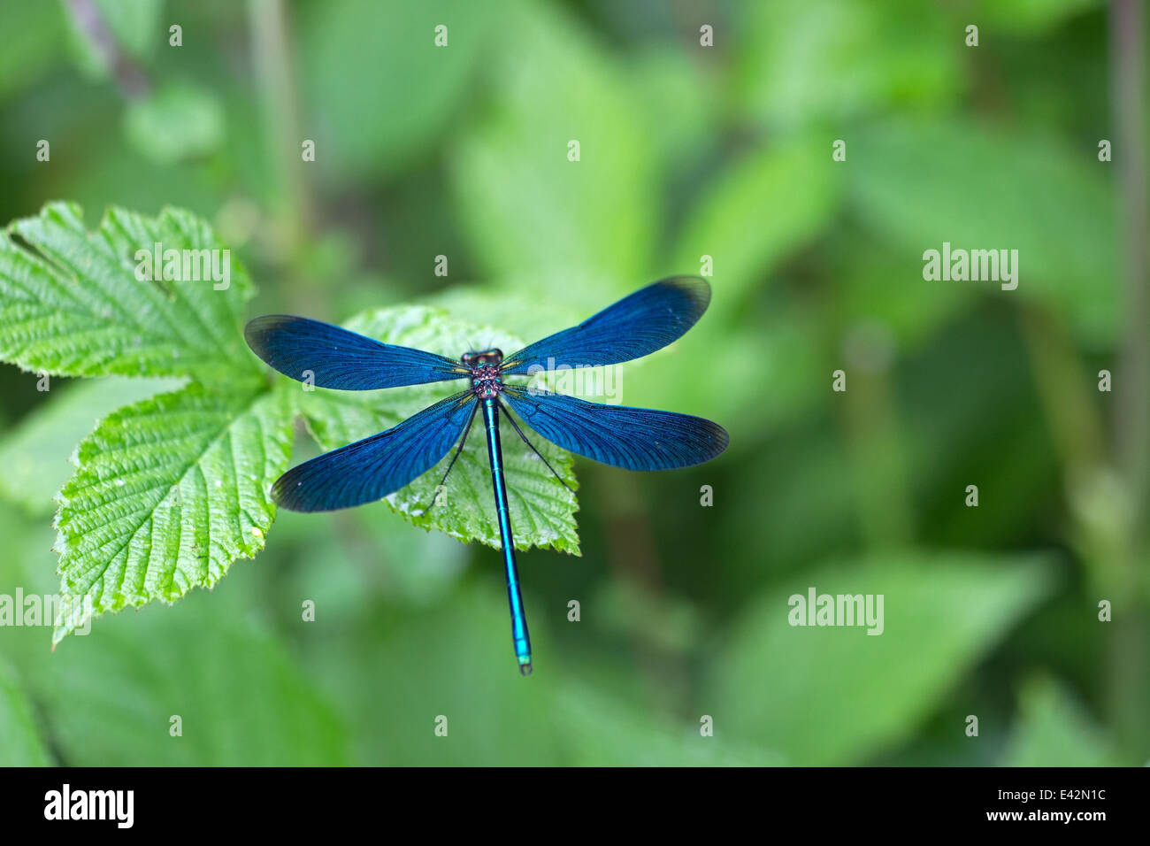 dragonfly in nature area Eifel, Germany Stock Photo - Alamy