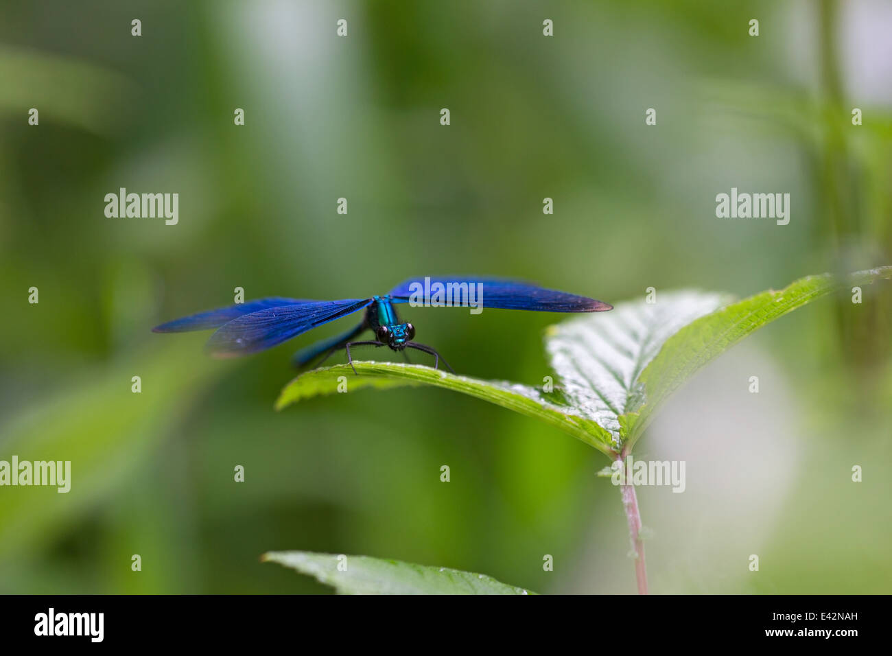 Dragonfly in nature hi-res stock photography and images - Alamy