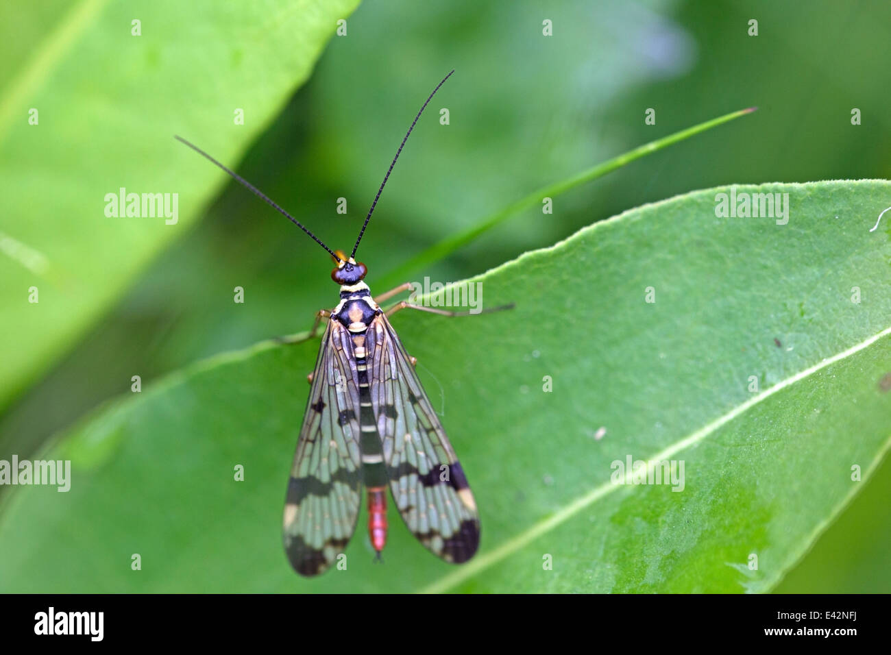 scorpion fly in nature area Eifel, Germany Stock Photo - Alamy