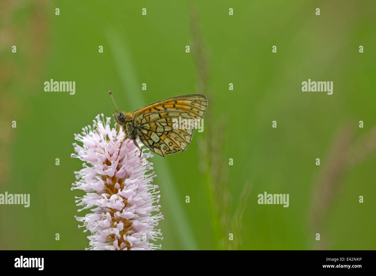 butterfly in nature area Eifel, Germany Stock Photo - Alamy
