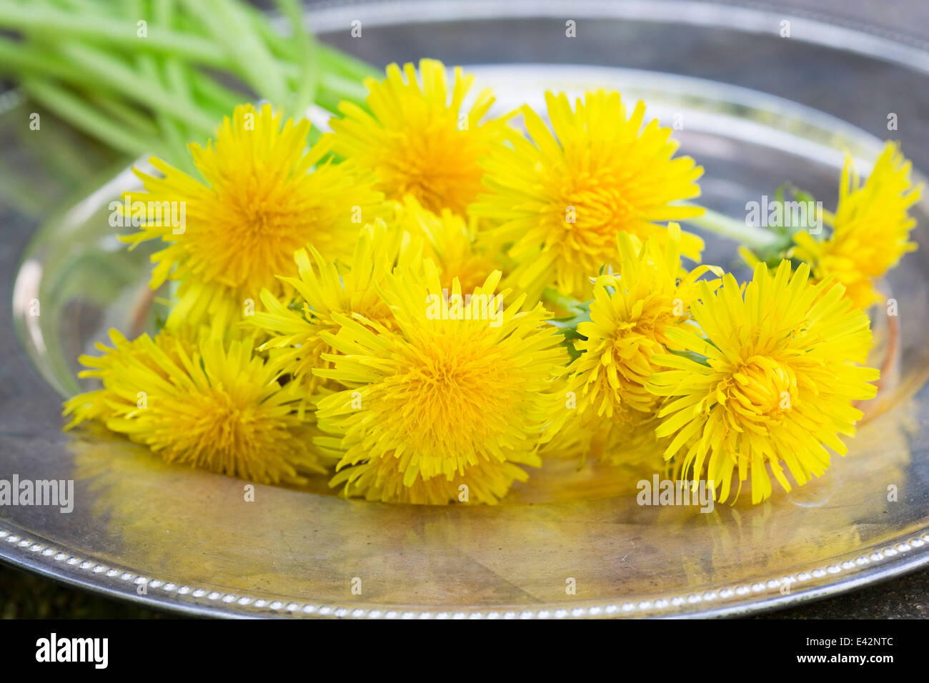 Dandelion taraxacum officinale used hi-res stock photography and images ...
