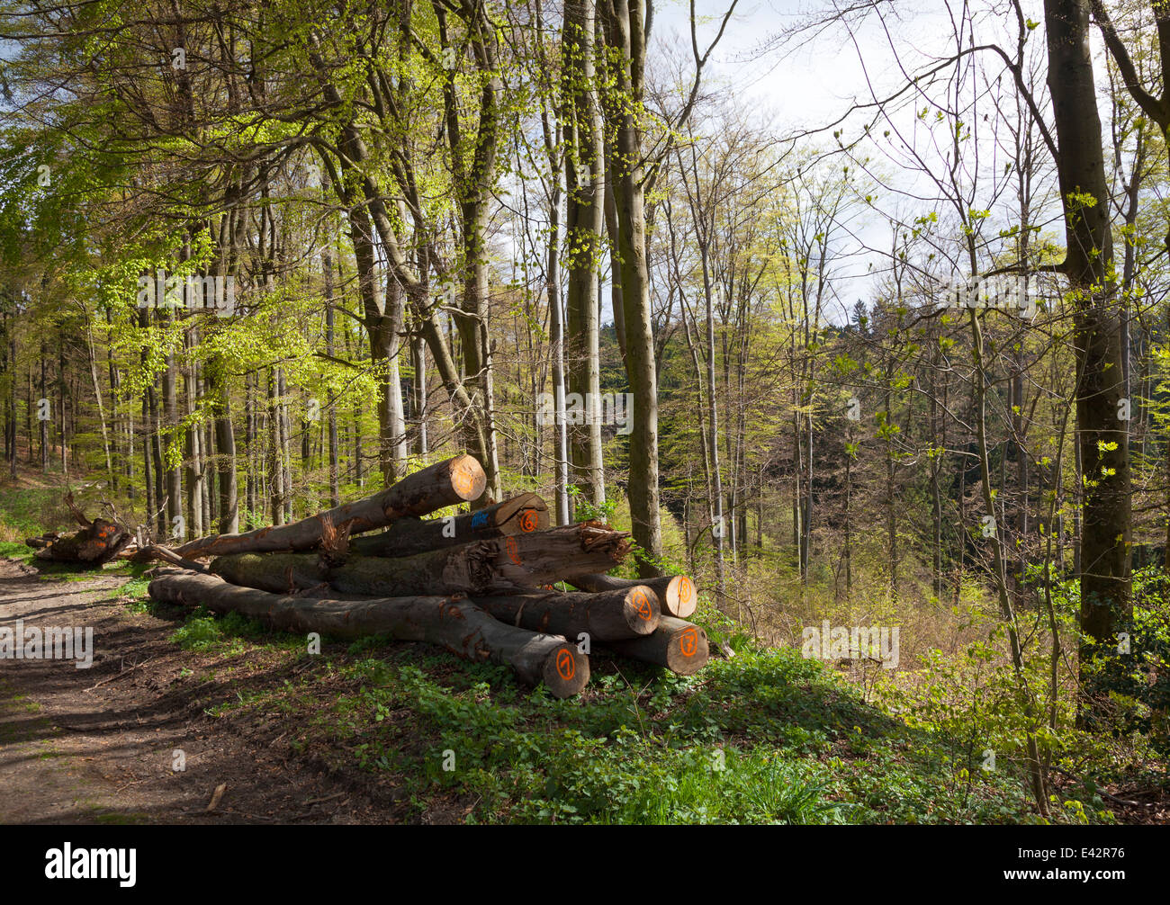Felled tree trunks Stock Photo - Alamy
