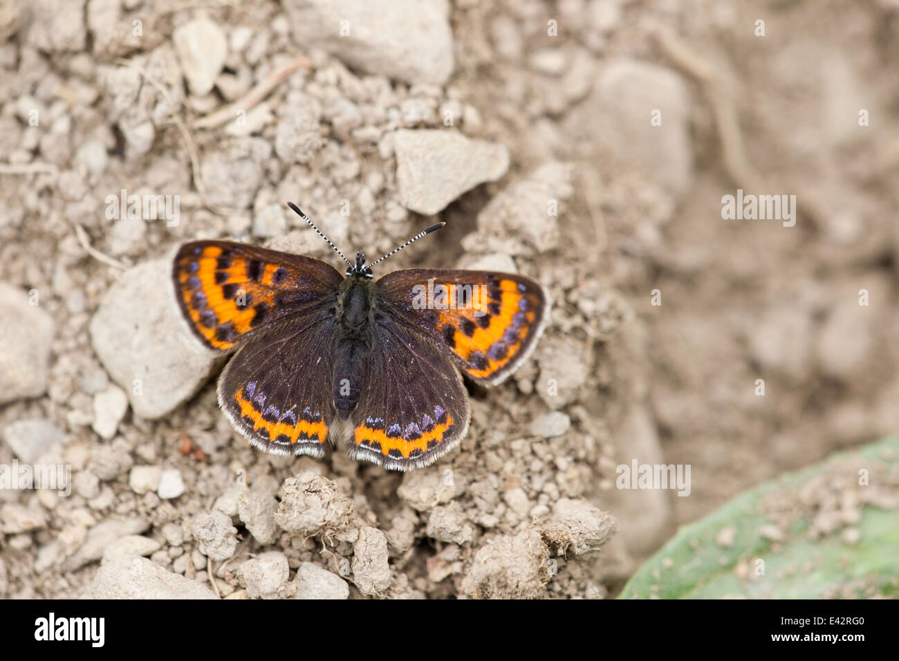 Butterfly in nature area Eifel, Germany Stock Photo - Alamy