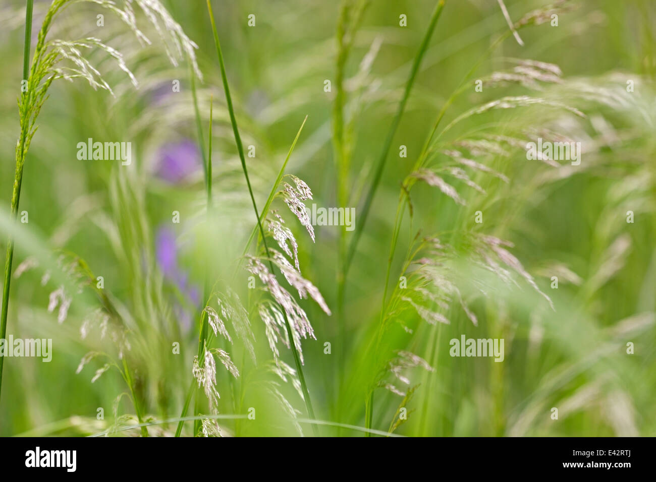 Reeds and flowers in nature Eifel, Germany Stock Photo - Alamy
