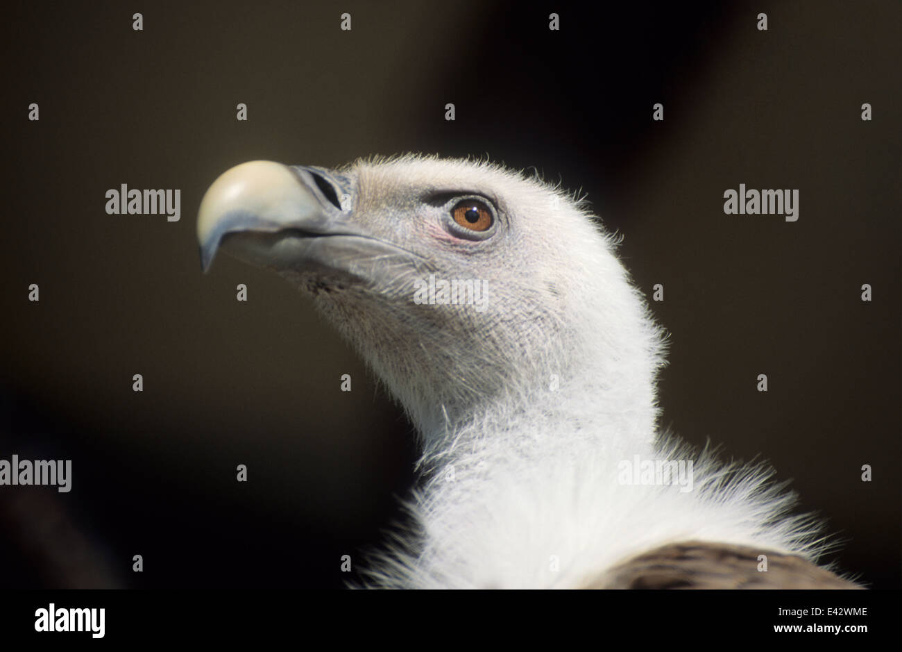 Wildlife, birds of prey/carrion, head of Vulture Stock Photo - Alamy