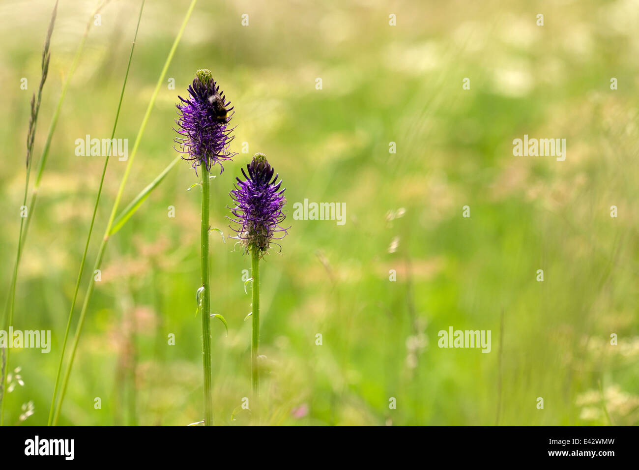 Purple flowers in nature field Eifel, Germany Stock Photo - Alamy