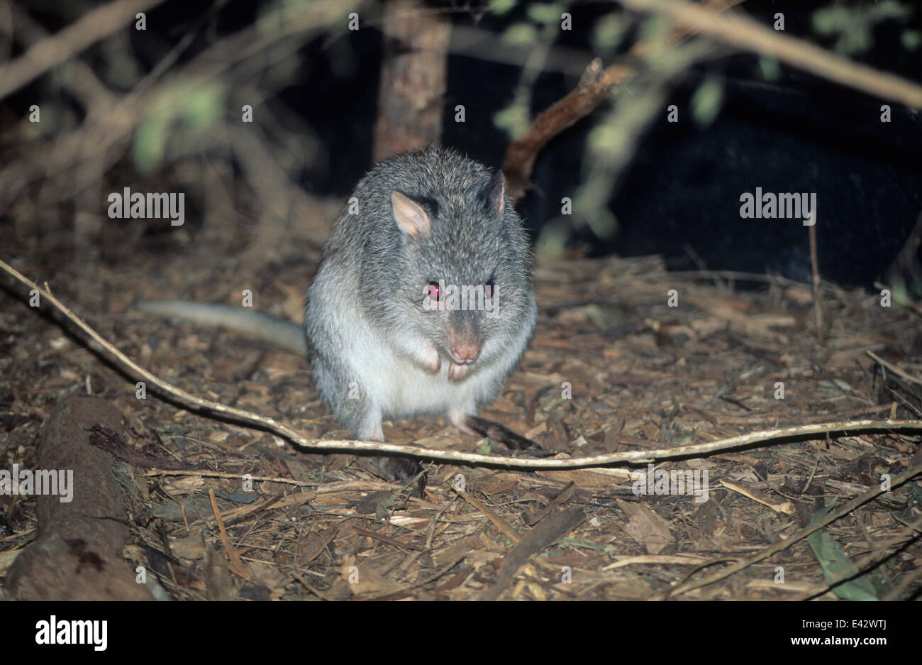 Australia, wildlife, Australian Bandicoot Stock Photo - Alamy