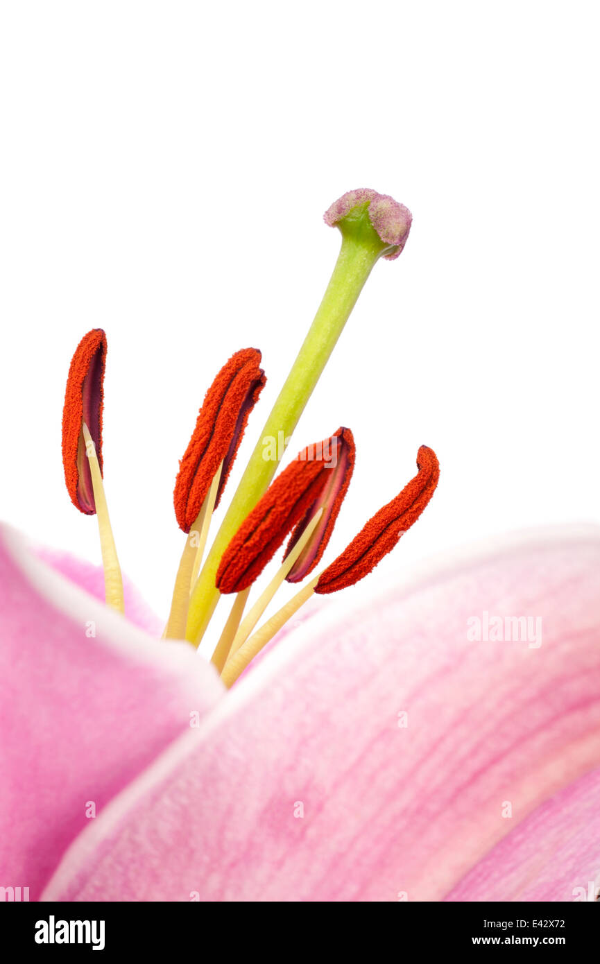 Pistil and stamen with pollen of a pink Lily in extreme closeup isolated in white Stock Photo ...