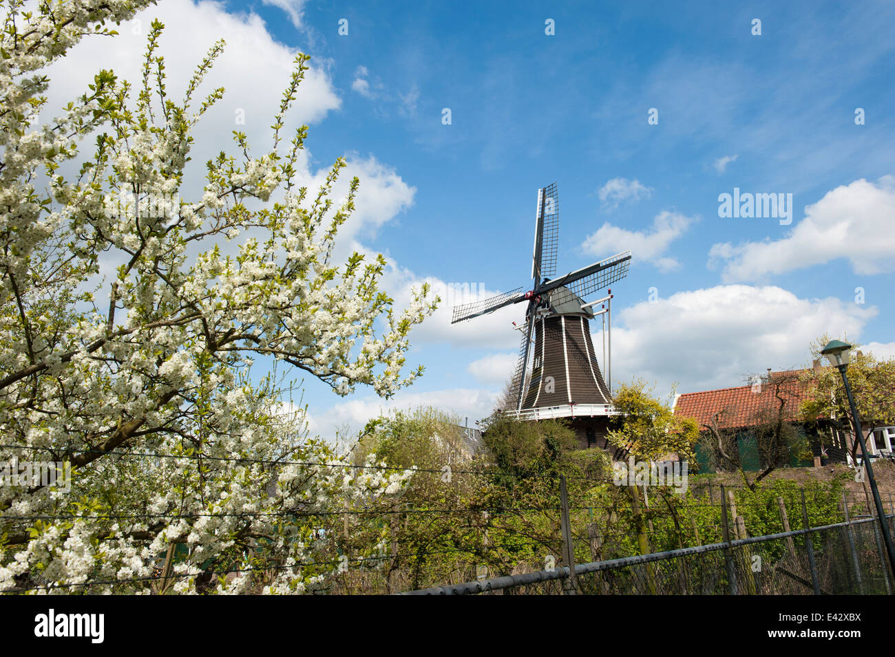 Traditional Dutch wooden windmill in a farm scenery Stock Photo - Alamy
