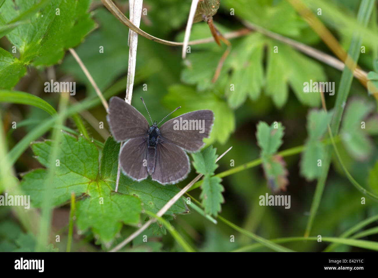 dwarf Argus in the nature area Eifel, Germany Stock Photo - Alamy