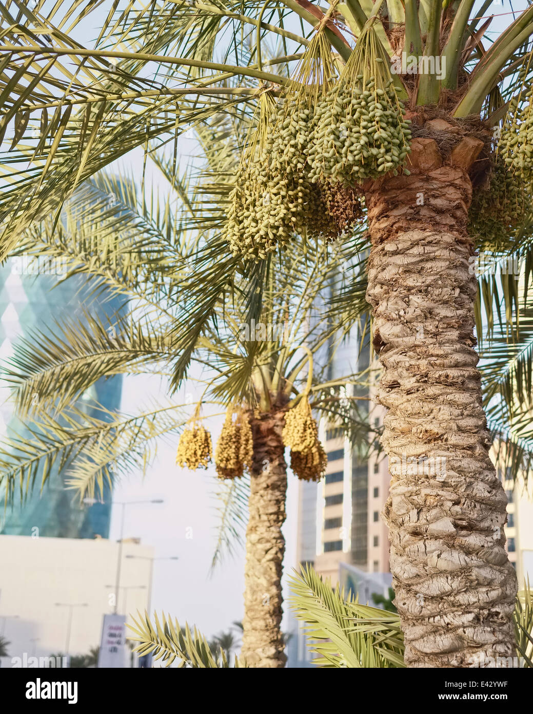 Green dates hanging in a date palm in the city of Al-Seef Manama ...