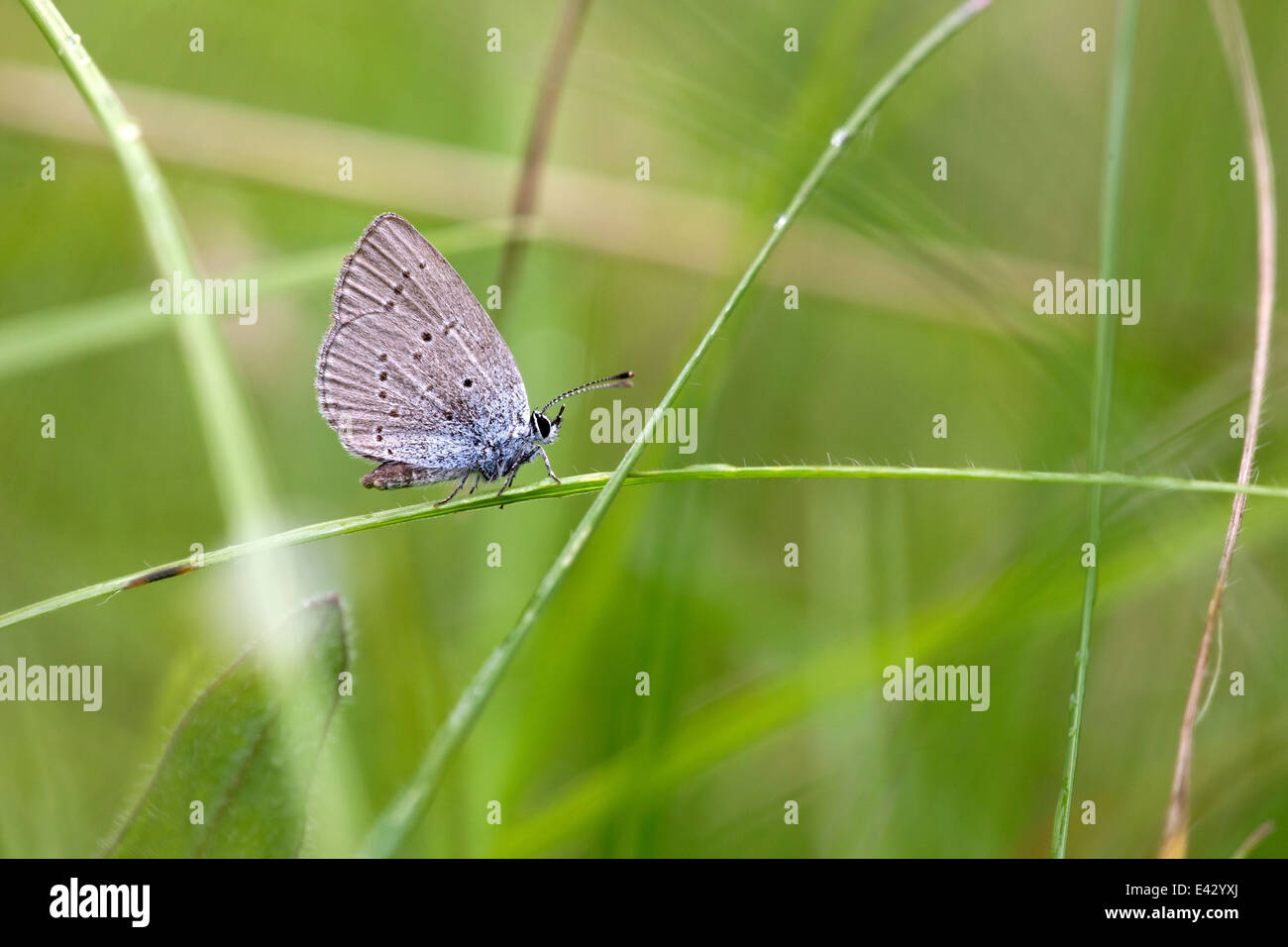 Dwarf argus in nature area hi-res stock photography and images - Alamy
