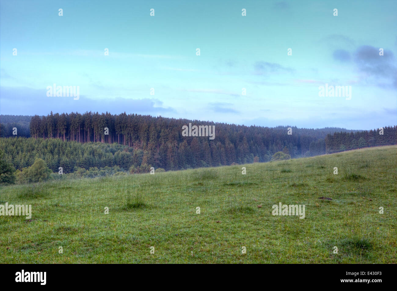 Eifel forest hi-res stock photography and images - Alamy