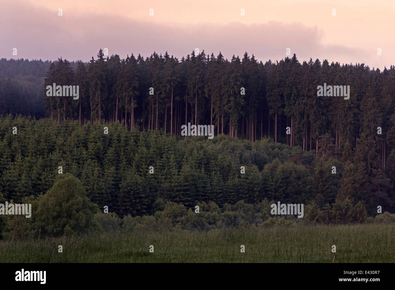 Forest in the nature area Eifel, Germany Stock Photo - Alamy