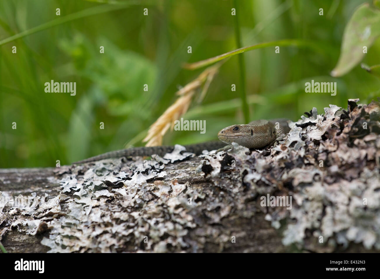 Lizard in the nature of the Eifel, Germany Stock Photo - Alamy