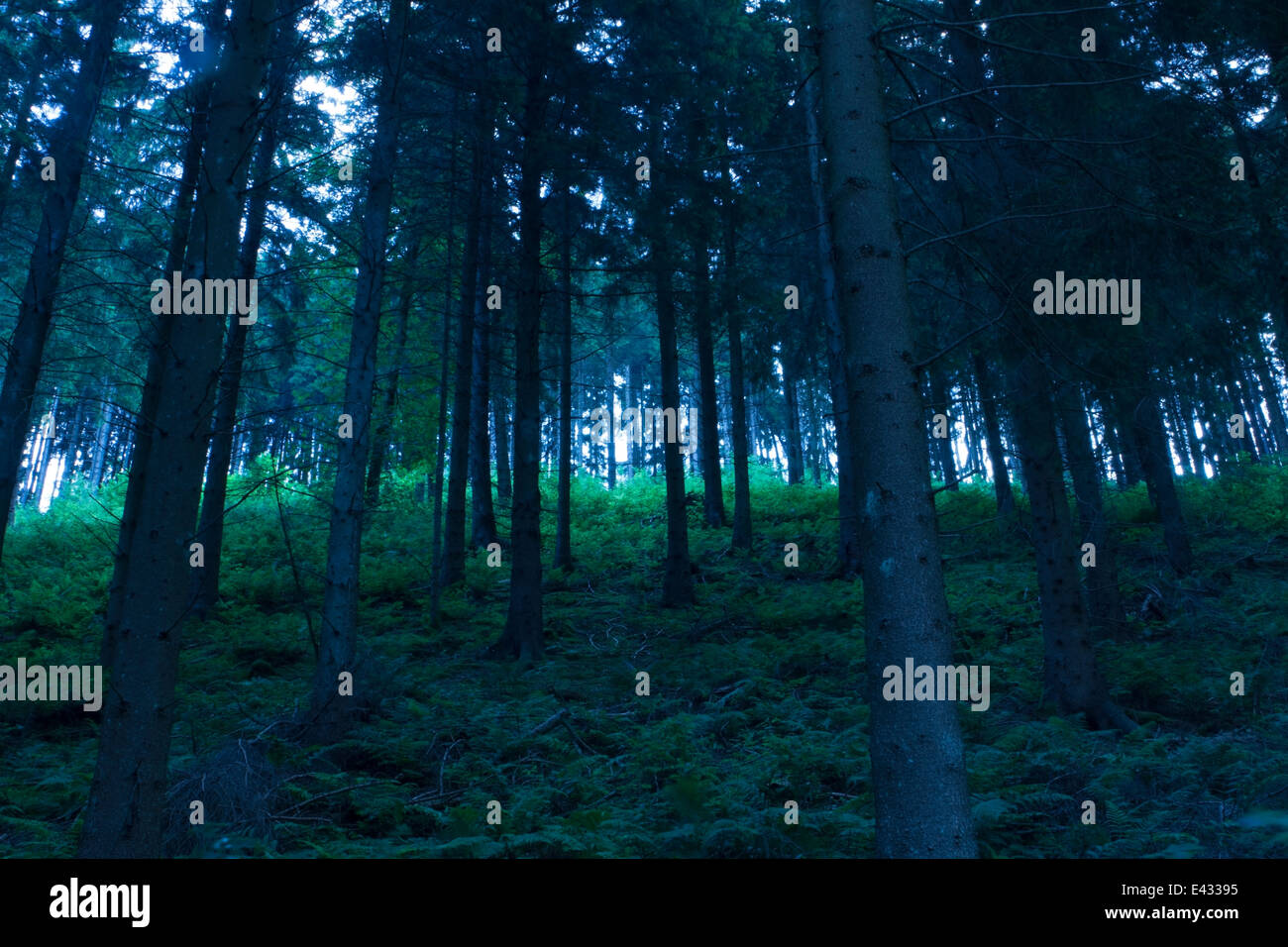 Monschau eifel forest hi-res stock photography and images - Alamy