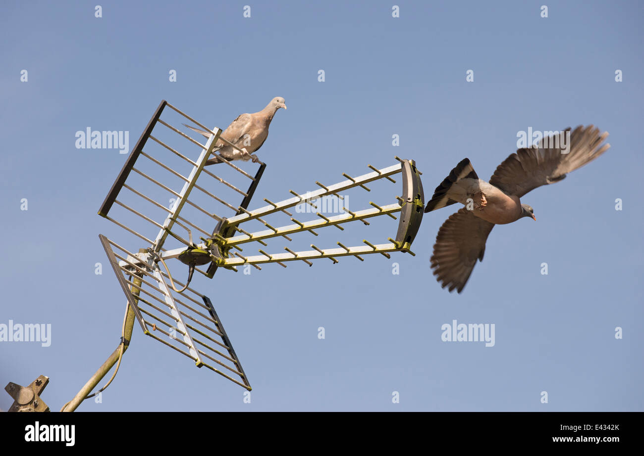 Flying roof hi-res stock photography and images - Alamy