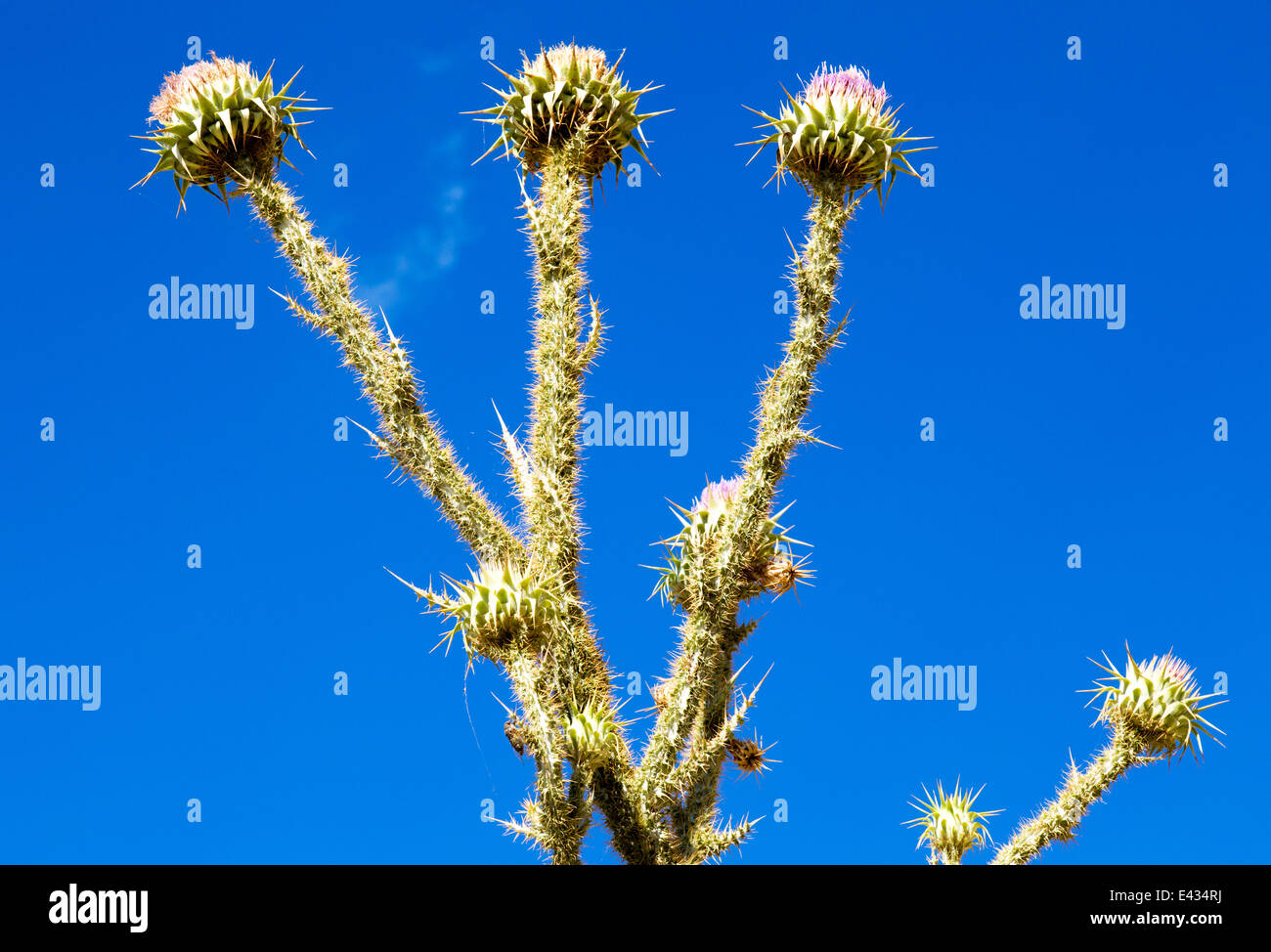 Desert Thistle Stock Photos & Desert Thistle Stock Images - Alamy