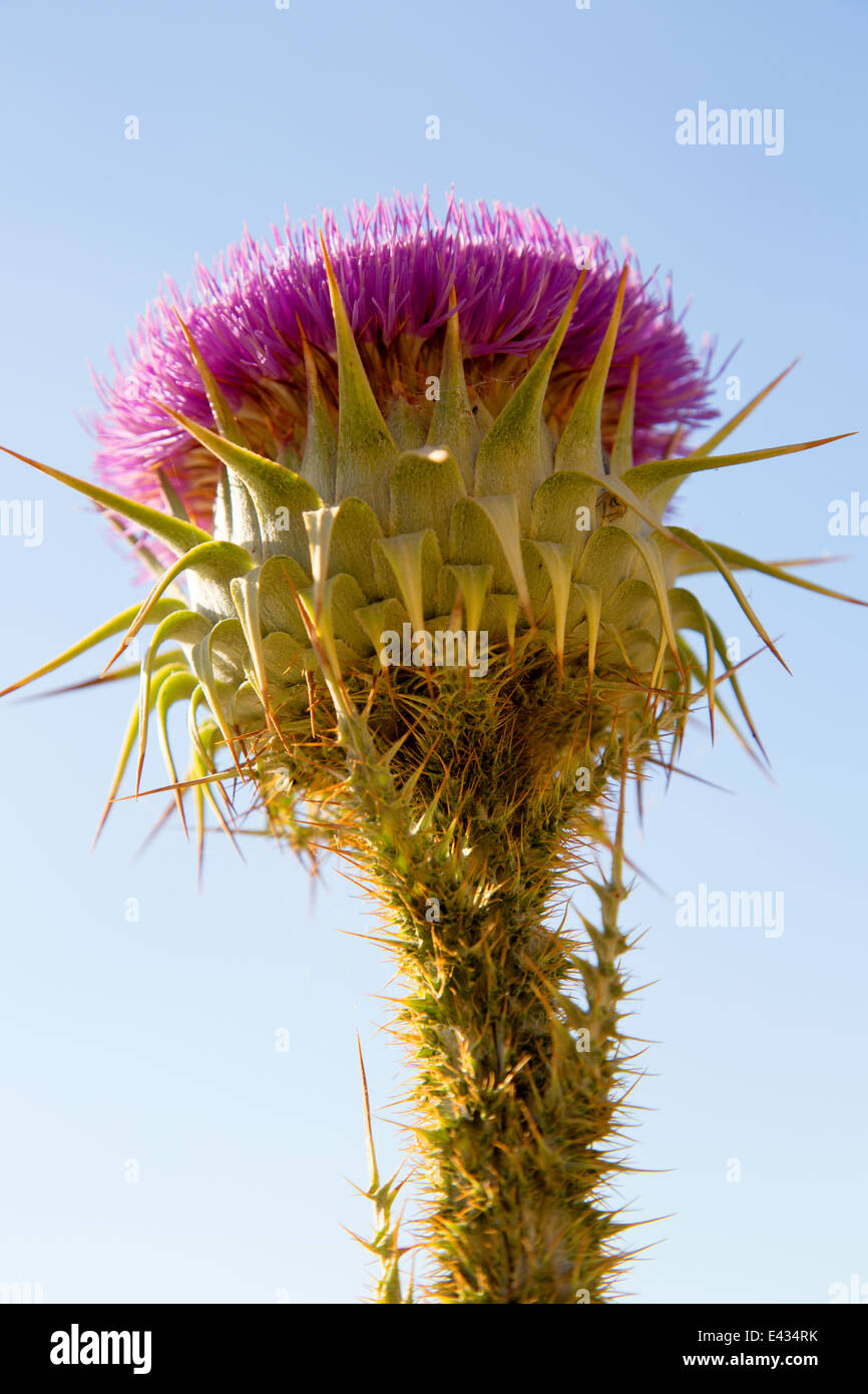 Desert thistle hi-res stock photography and images - Alamy
