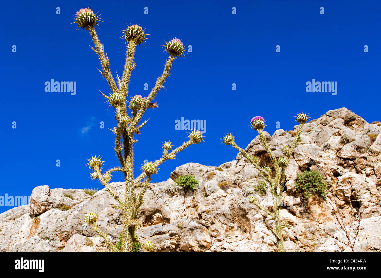 Desert thistle hi-res stock photography and images - Alamy