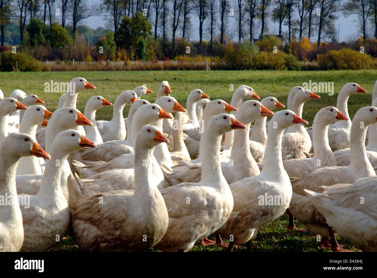 White geese on a meadow Germany Brandenburg Potsdam Stock Photo - Alamy
