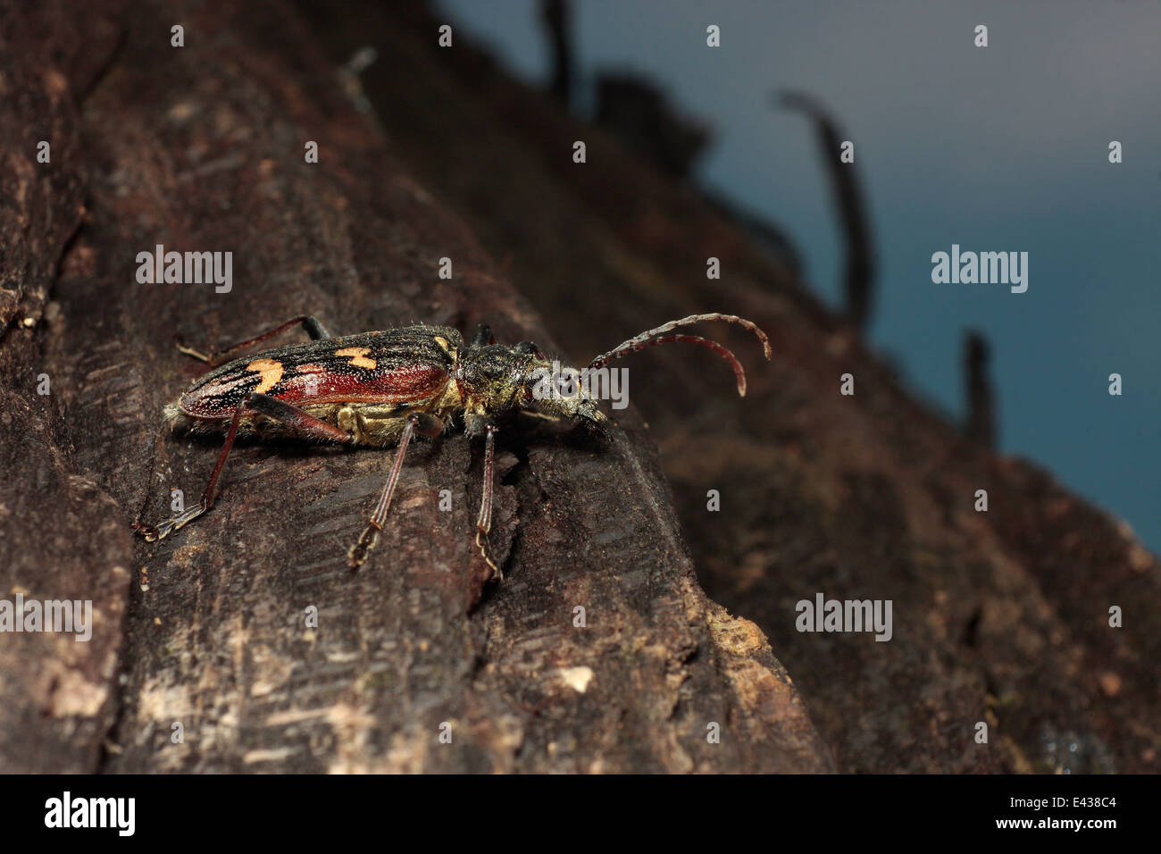 Two Banded Longhorn Beetle Stock Photo - Alamy