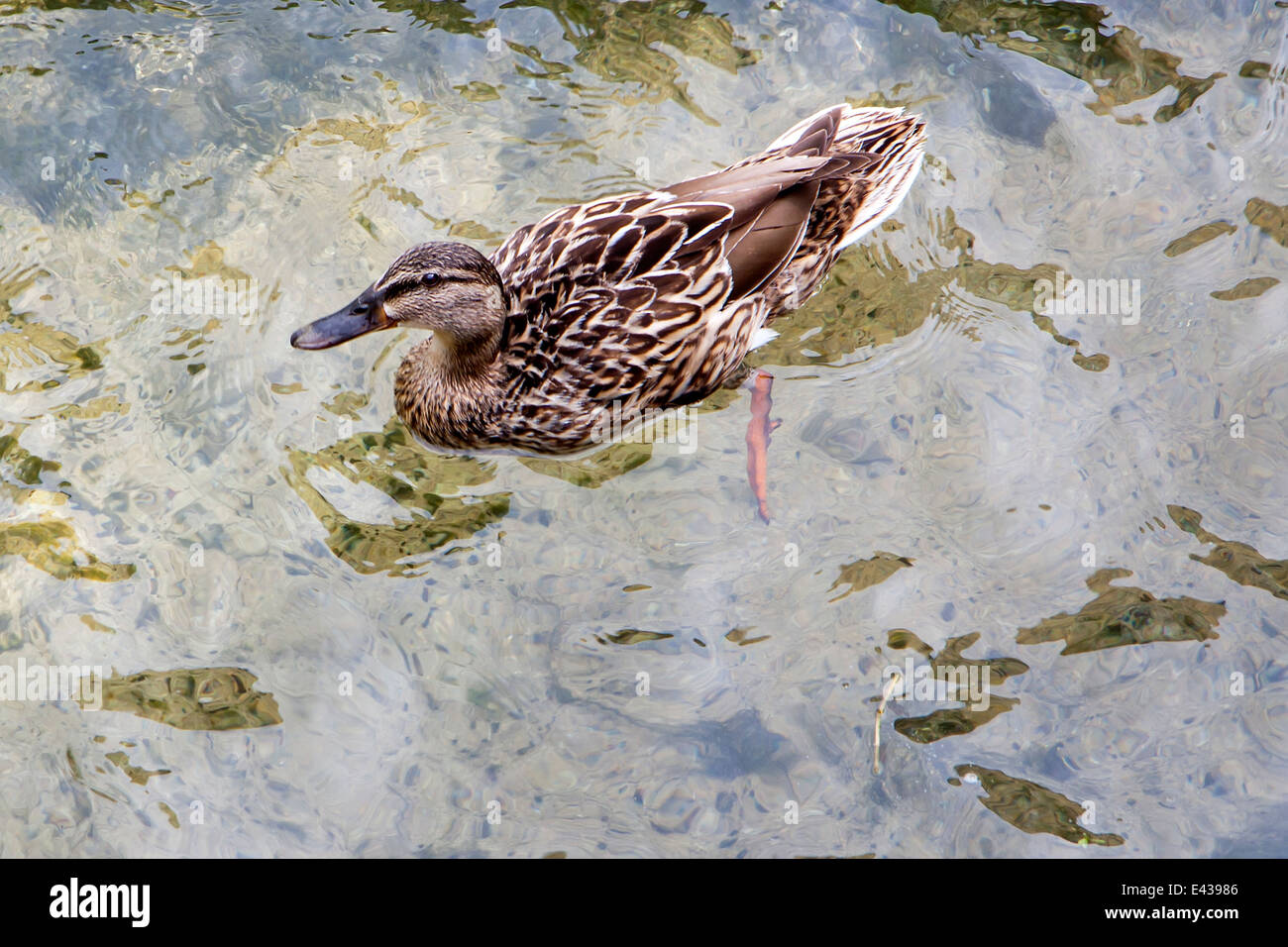 Duck swimming on the river hi-res stock photography and images - Alamy
