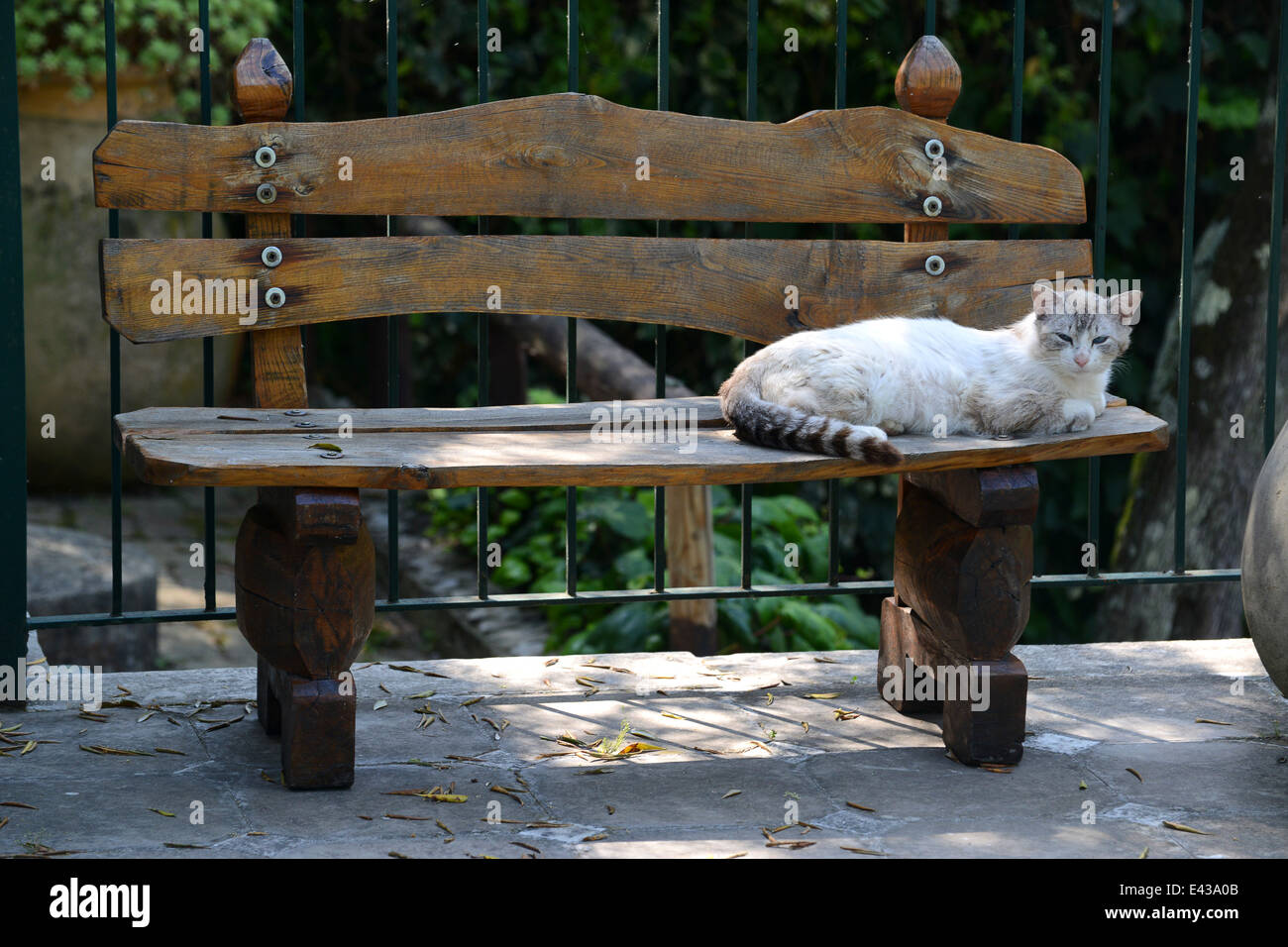 Cat relaxing on garden seat cats pets pet domestic animal Stock Photo ...