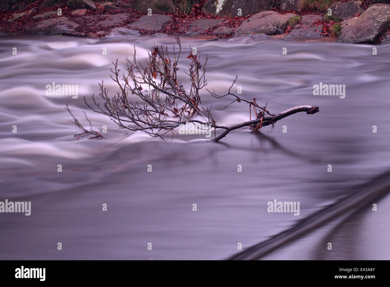 branch in water Stock Photo - Alamy
