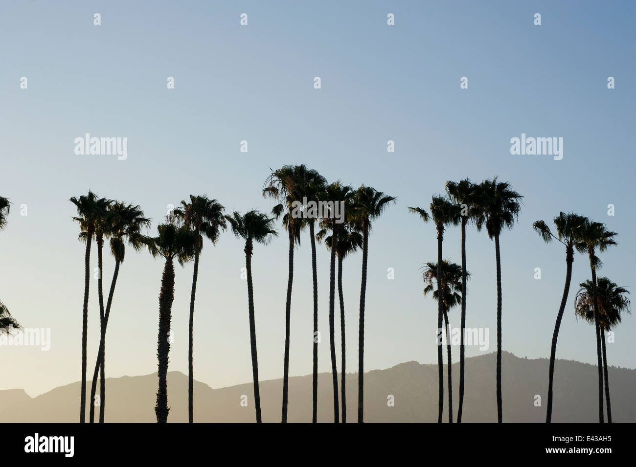 Palm Trees and mountains Stock Photo - Alamy