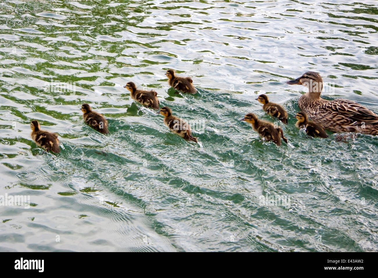 Duck and ducklings on the run Stock Photo - Alamy
