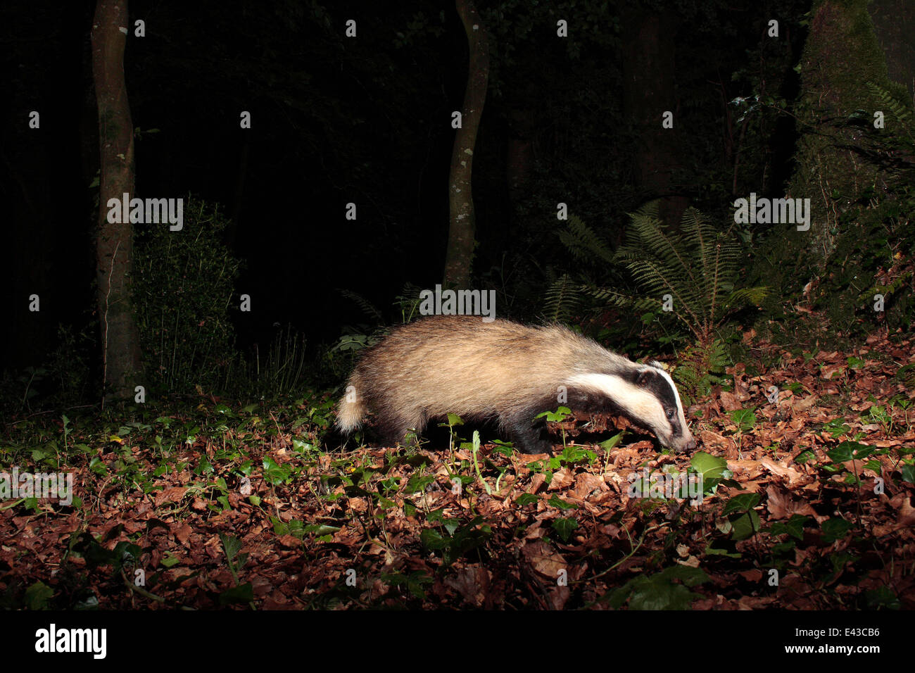Badger night hi-res stock photography and images - Alamy
