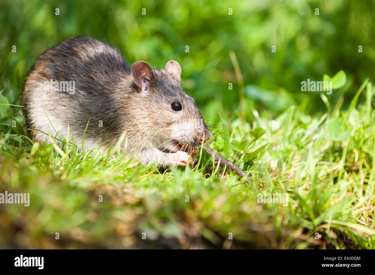 Rat species hi-res stock photography and images - Alamy