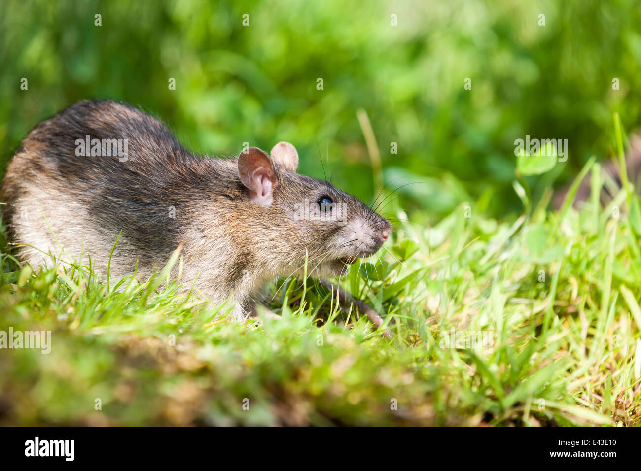 an rat eating in the grass of the park Stock Photo - Alamy