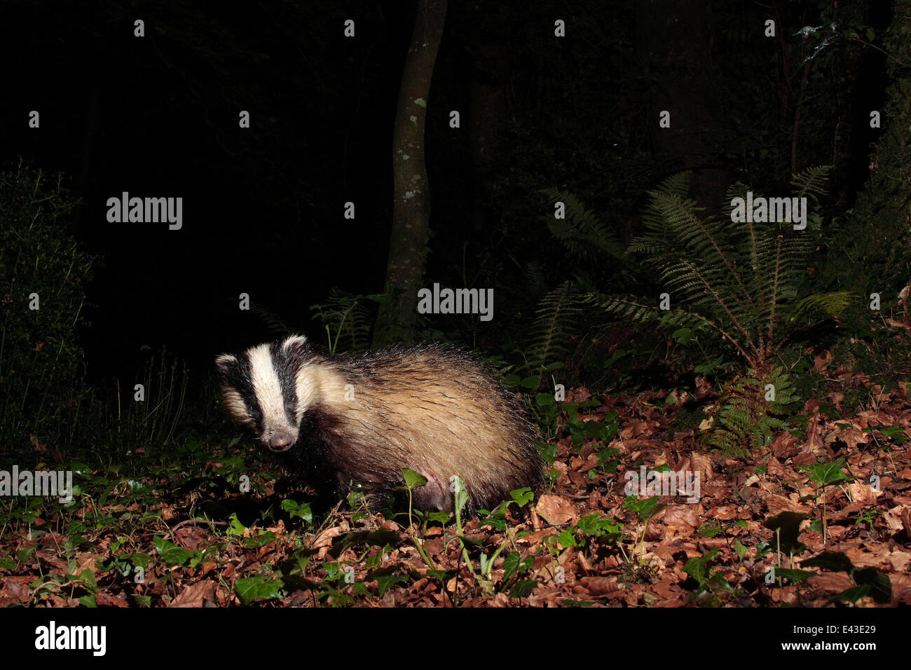 Badger night hi-res stock photography and images - Alamy
