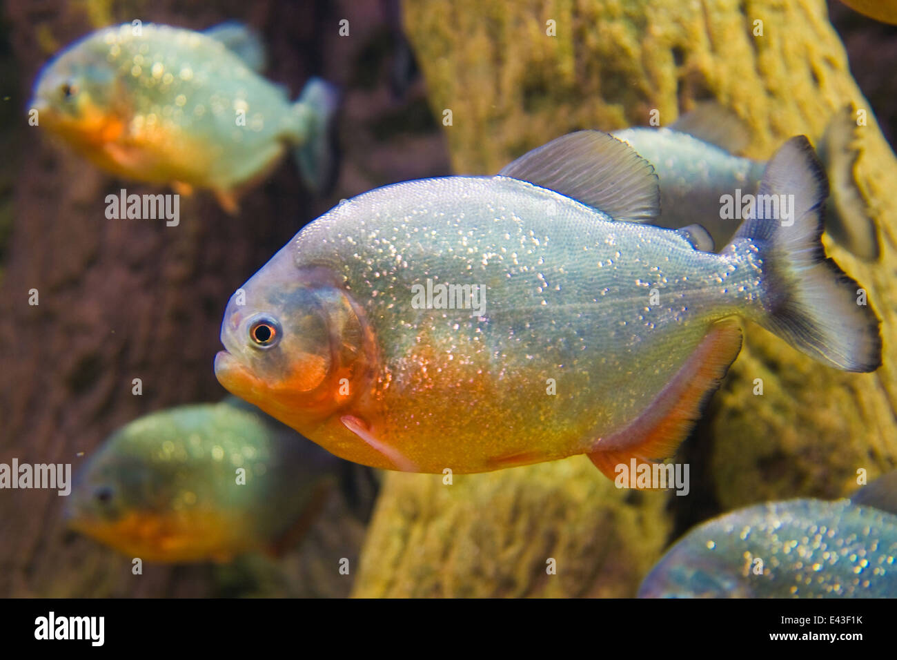 Red Bellied Piranha (Pygocentrus Nattereri Stock Photo - Alamy
