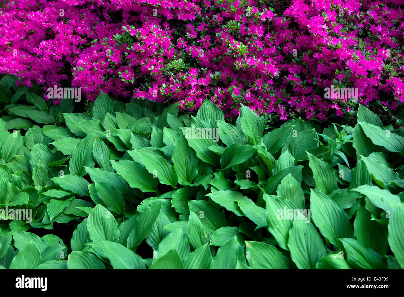 Hosta, azalea plants in a shady part of the garden Stock Photo - Alamy