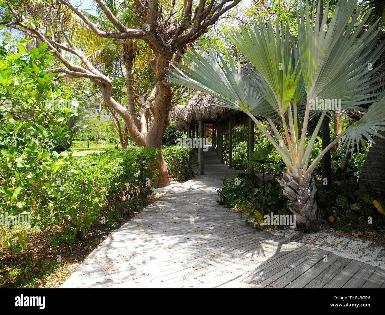 A Tropical Garden Pathway The tropical foliage surrounding the pathway ...