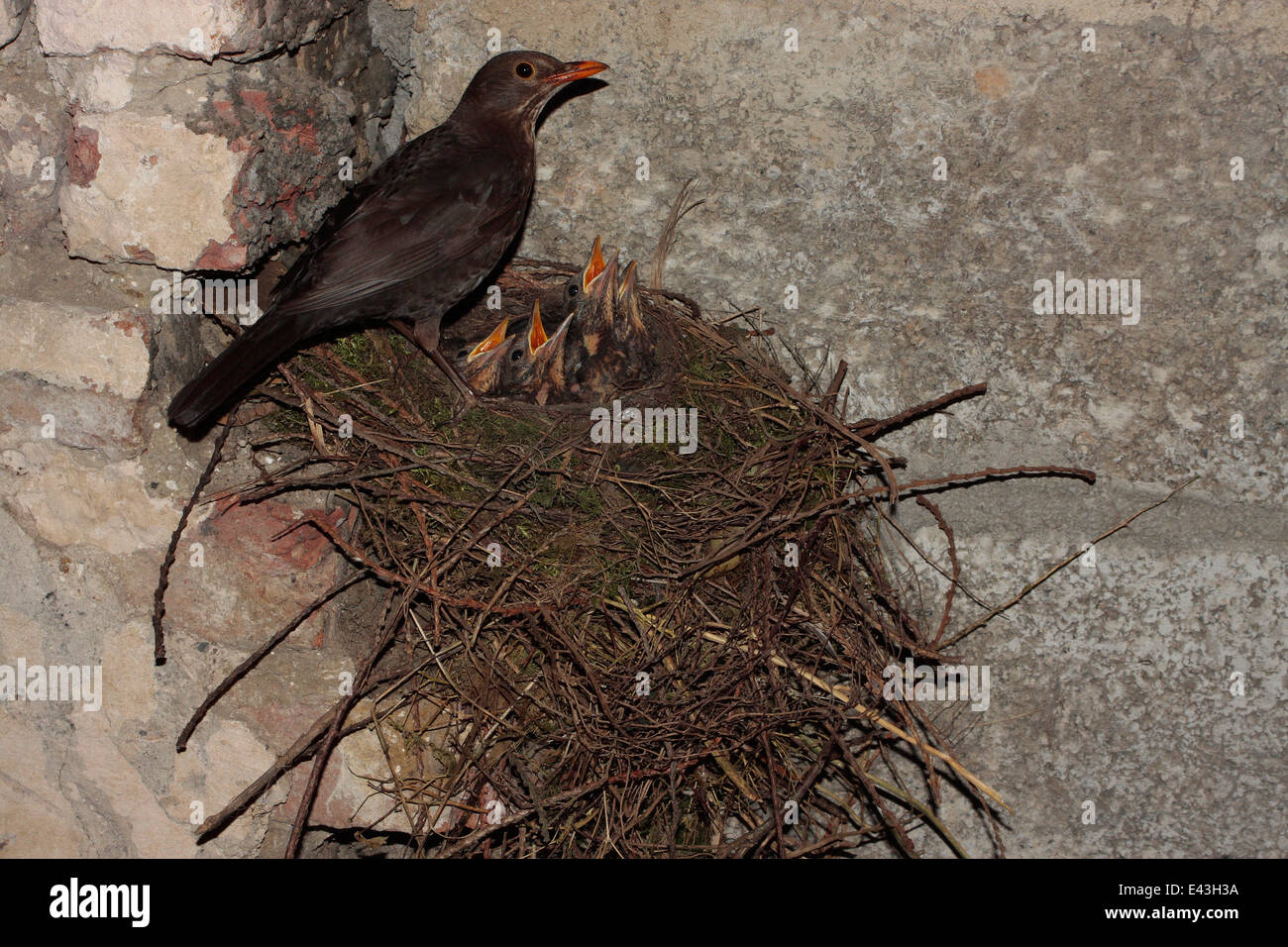 Blackbird nesting and chick rearing Stock Photo - Alamy