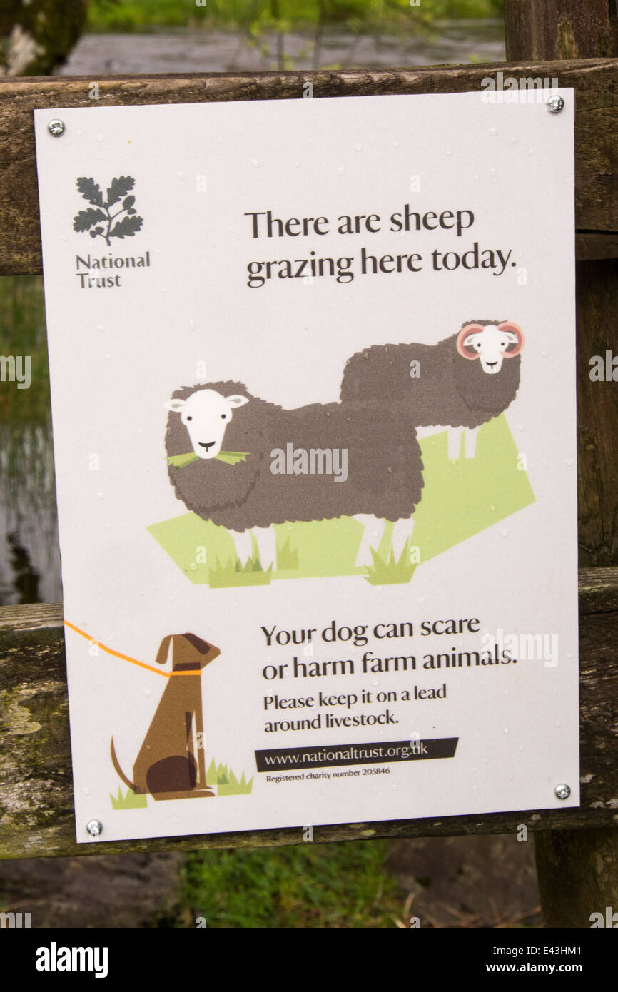 Sheep worrying hi-res stock photography and images - Alamy