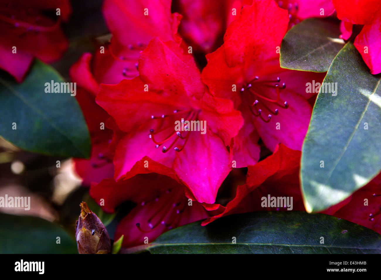 Rhododendron red bloom flower hi-res stock photography and images - Alamy