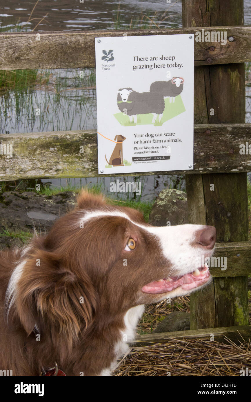 A sign about sheep worrying in Little langdale in the Lake District, UK ...