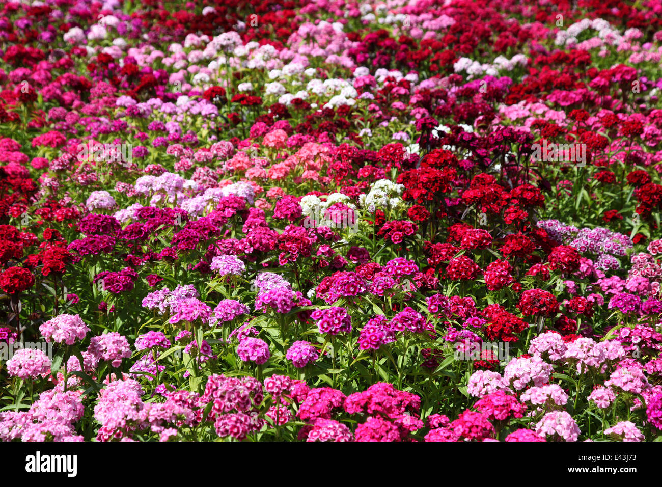 Sweet williams hi-res stock photography and images - Alamy
