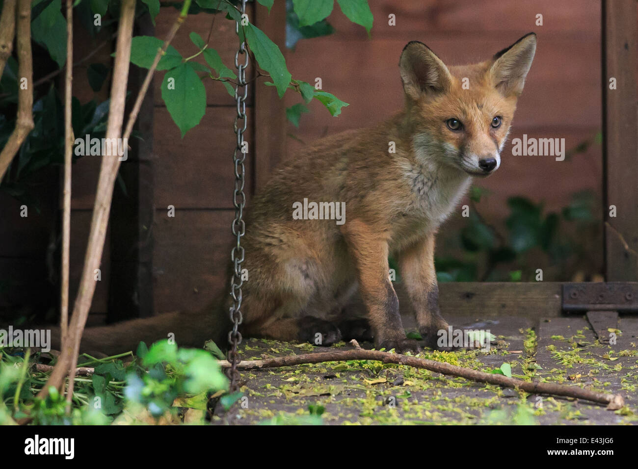 London garden fox cub Stock Photo - Alamy